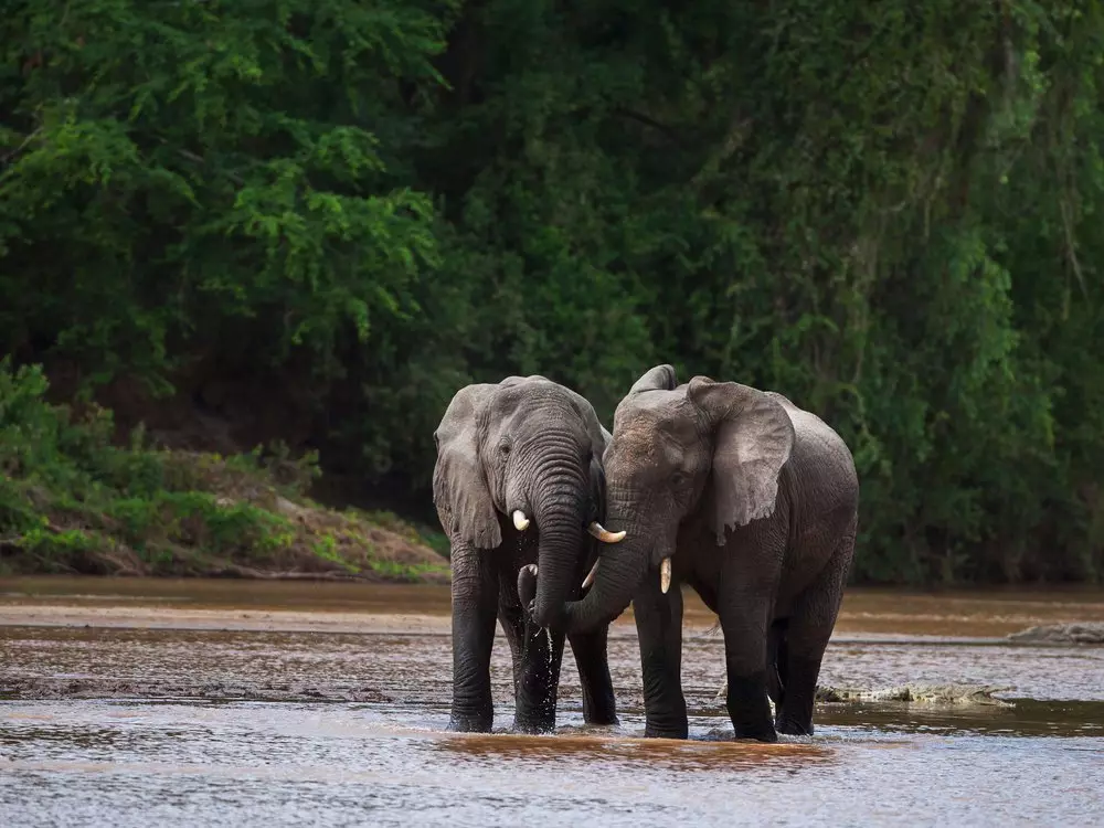 Elefantes do Rio Tana