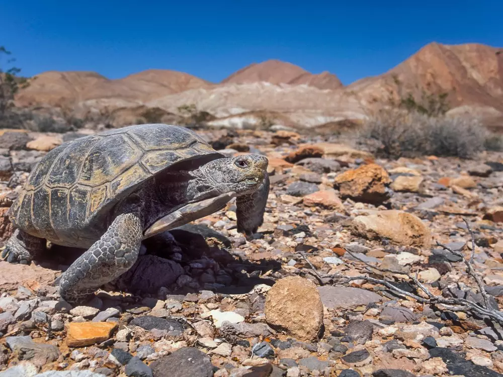 Wüstenschildkröte