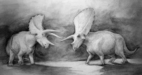 Triceratops (ຊ້າຍ) ແລະ Torosaurus (ຂວາ)