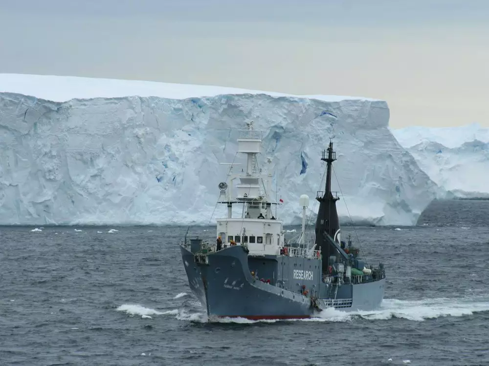 Cercetare vânătoarea de balene