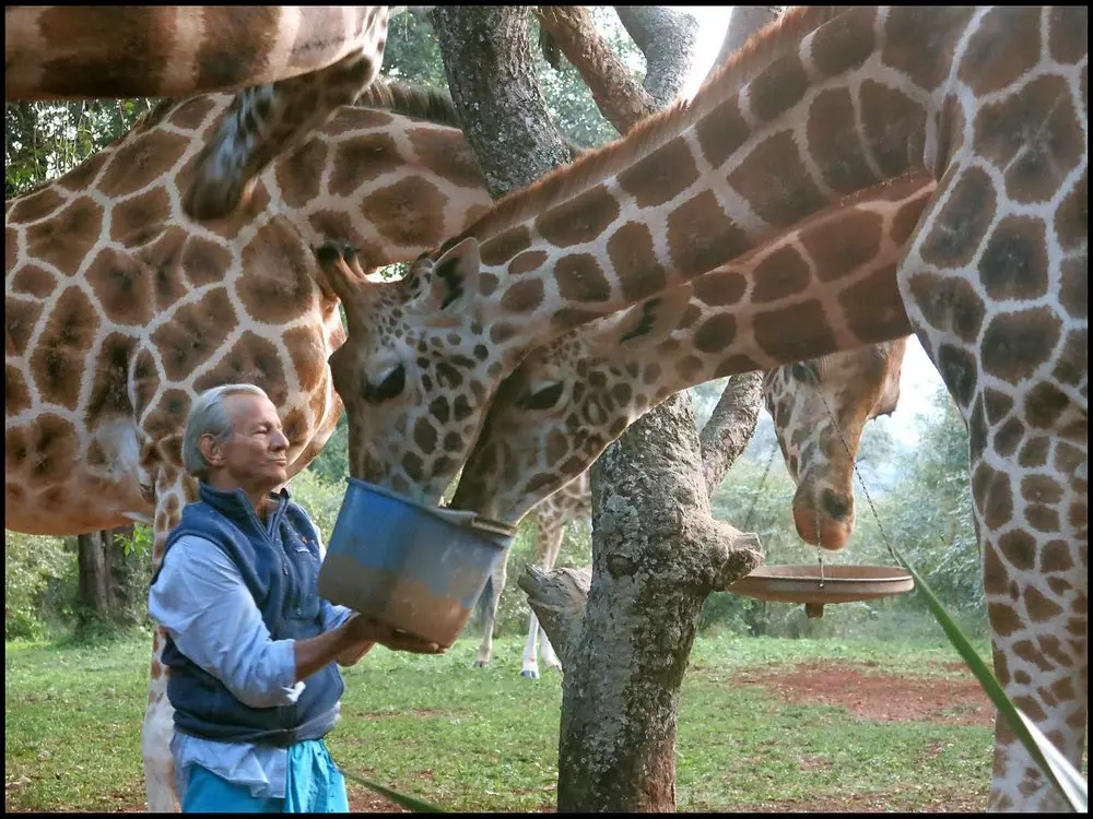 Питър Бърд в Hog Ranch през 2014 г. хранеше жирафи