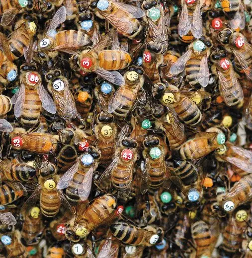 Mesilaste salajane elu 38540_1
