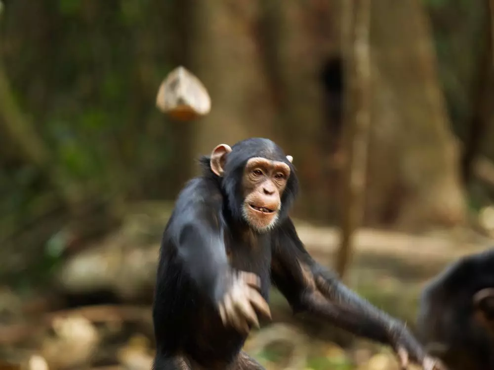 Šimpanz hádže kameňom