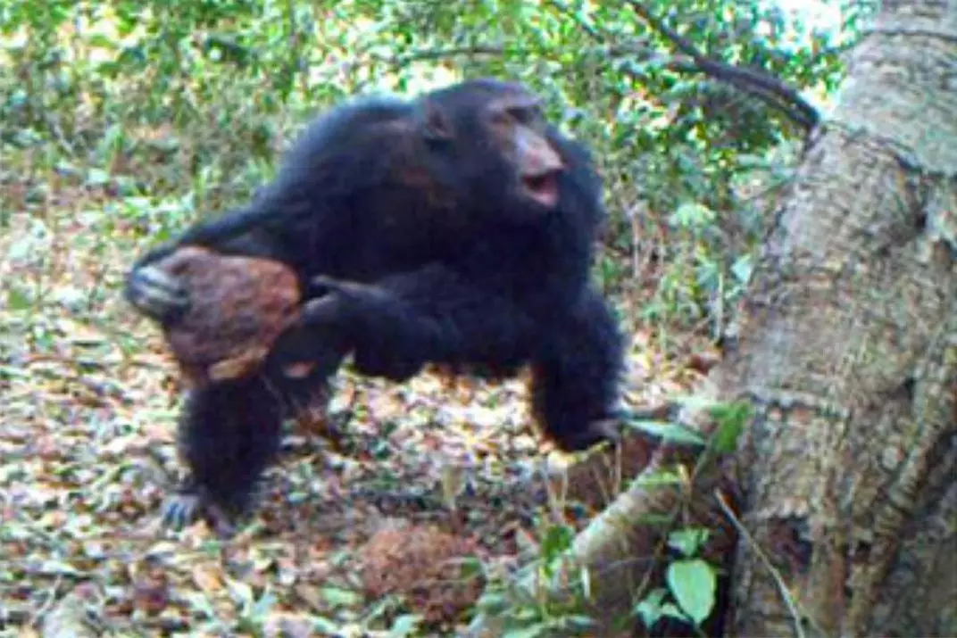 Kameň na hádzanie šimpanzov