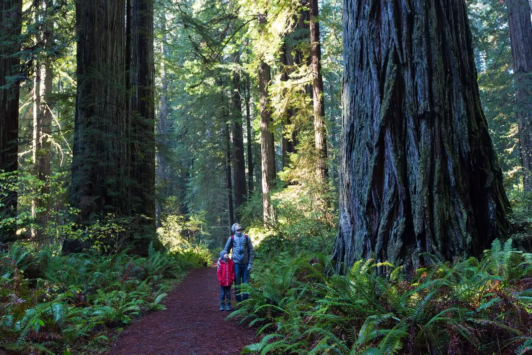 Redwood ազգային անտառ