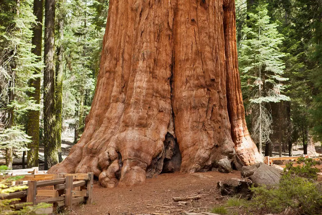 Sherman tábornok, Sequoia Tree