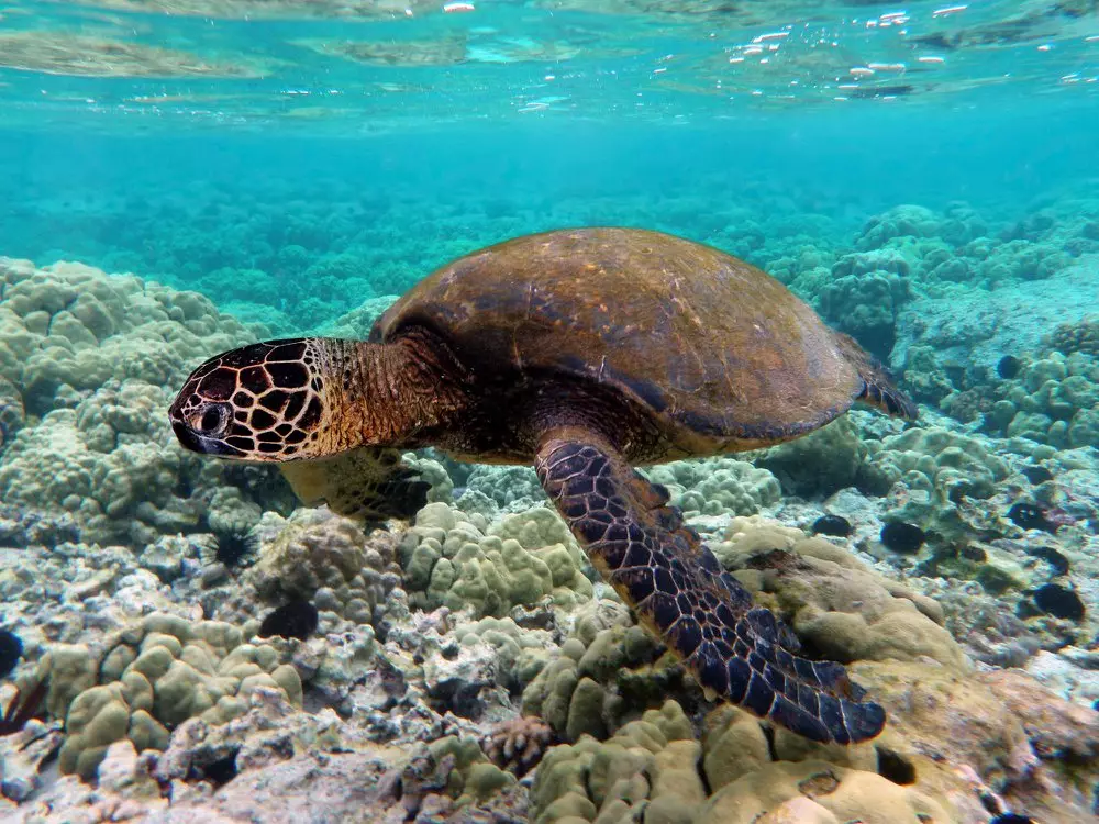 Zaļais bruņurupucis, kas peld pāri koraļļu rifiem Konā