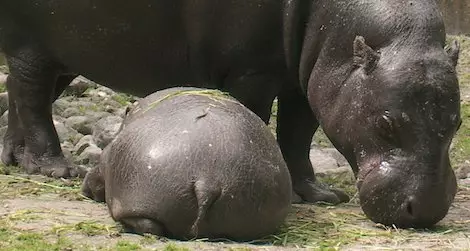 O hipopótamo pigmeu ameaçado de extinção se reproduz bem em cativeiro