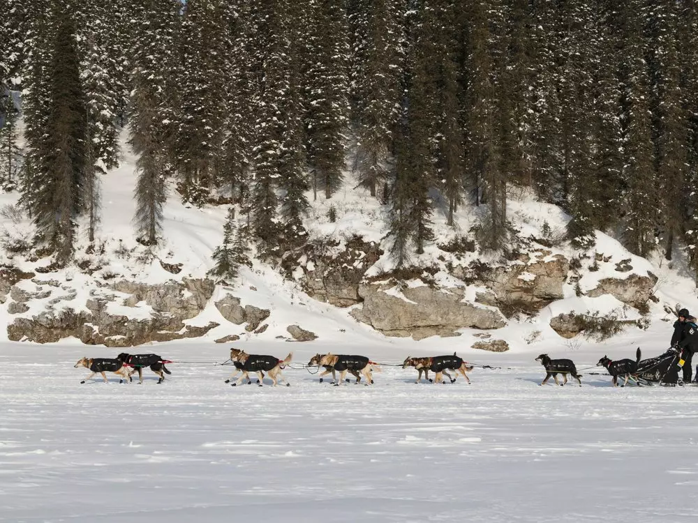 Iditarod