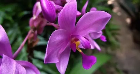 Tag der Familie der Orchideen Lateinamerikas