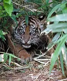 Nyimbo za Tiger 3878_1