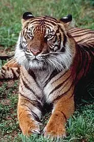 Nyimbo za Tiger 3878_2