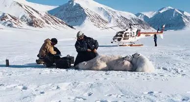 μητέρα αρκούδα με ένα βέλος ηρεμιστικού πυροβόλησε από το ελικόπτερο