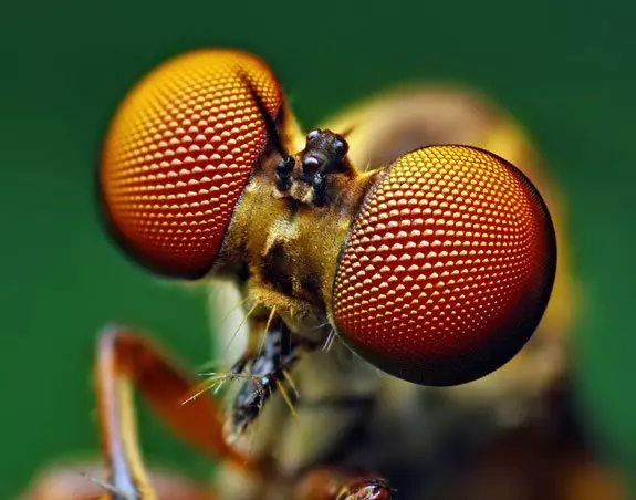 Holcocephala fusca (lalat perompak), oleh Thomas Shahan