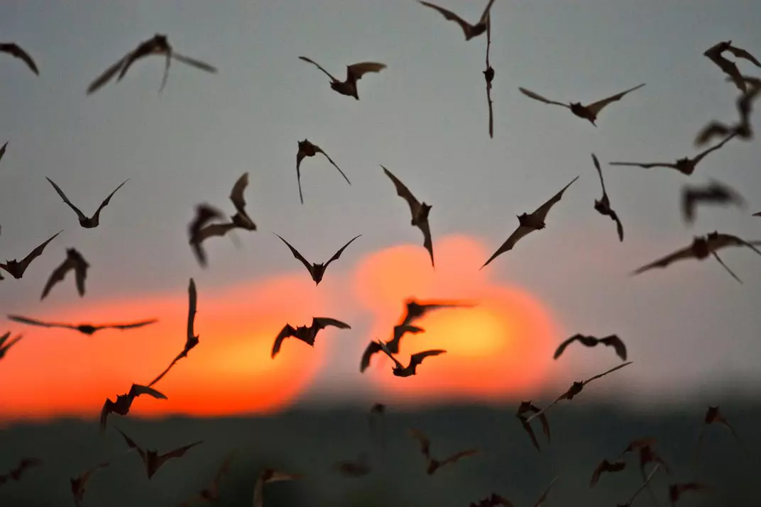 Denne ekkoloserende Dormus kunne afsløre oprindelsen af en af naturens sejeste superkræfter