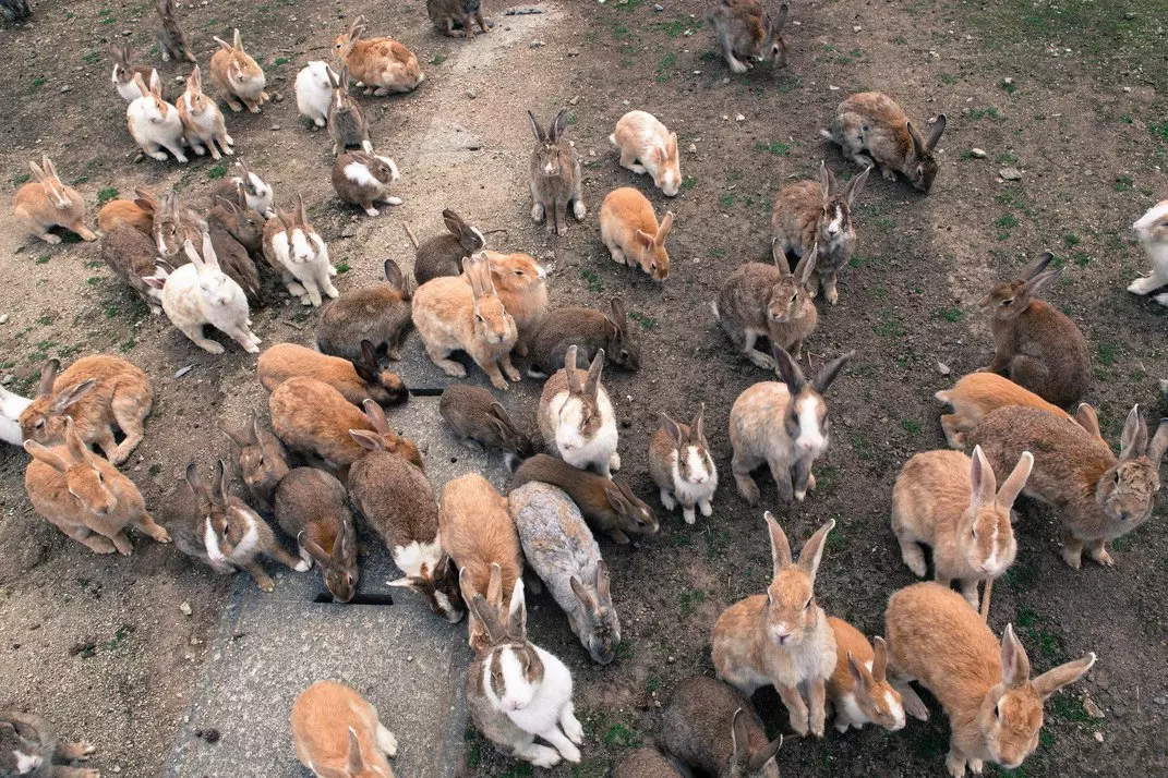 Темната историја на јапонскиот остров за зајаци 38923_3