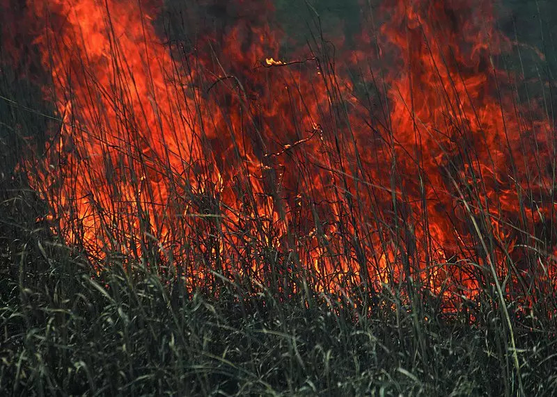 Grass Fire