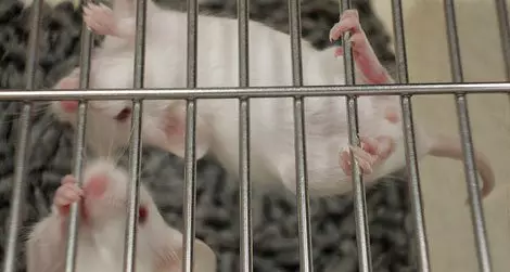 Một nghiên cứu mới liên quan đến chuột trong phòng thí nghiệm có thể mang lại bước đột phá trong việc điều trị bệnh Alzheimer.
