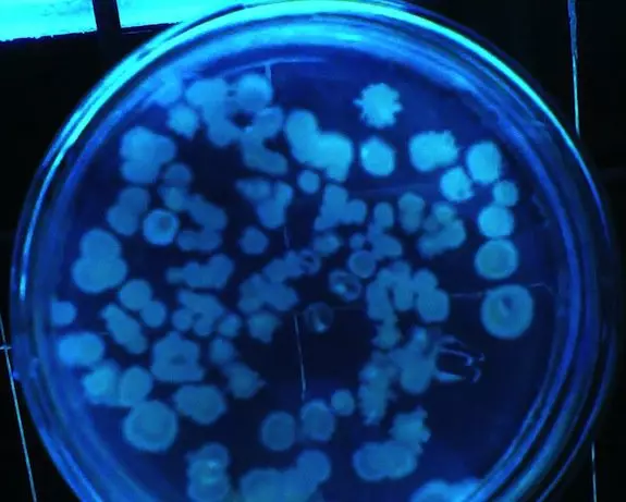 20130215022029747px-Bacterias1.jpg