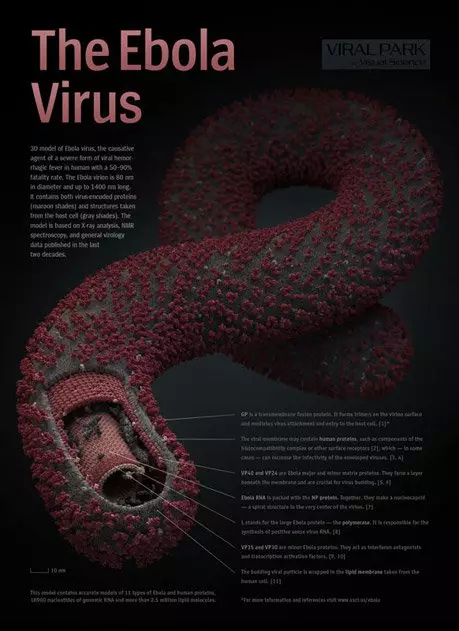 virus Ebola yang mematikan