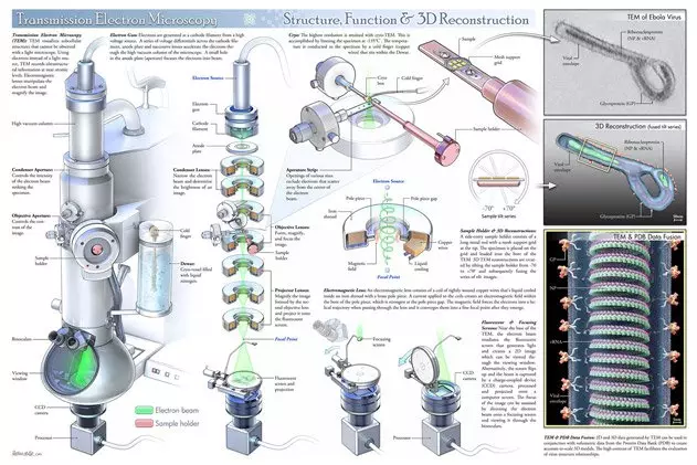 Compara o microscopio electrónico de transmisión