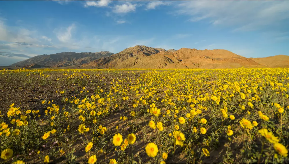 death valley super bloei