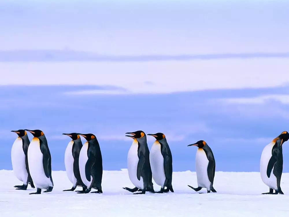 mga penguin