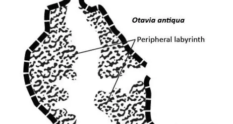 I-Otavia ineglowubhu okanye i-ovoid ngokumila.