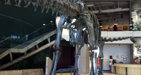 Die Rückseite von Diplodocus, fotografiert im Utah Field House of Natural History
