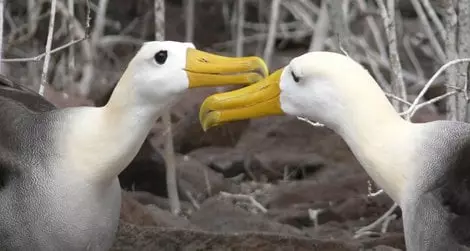 Awọn albatrosses meji ti o fì