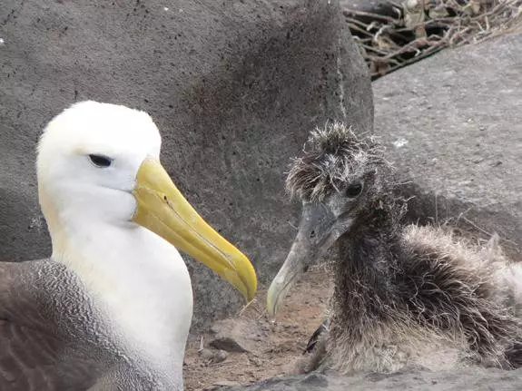 Yon albatros balanse ap gade ti poul li sou Zile Galapagos yo.