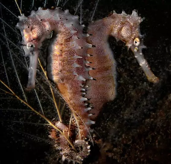 Dwa cierniste koniki morskie (Hippocampus histrix) ze splecionymi ogonami.