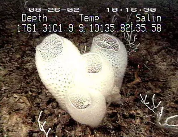 Het silica-huis van een mannelijke en vrouwelijke garnaal - de diepzeespons Venus's bloemenmand.