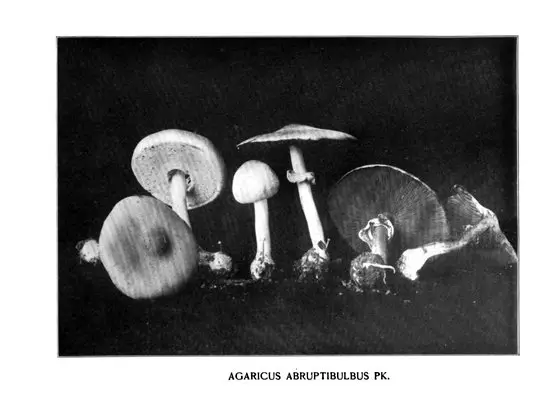 Charles McIlvaine, Pêşengê Mycophagy ya Amerîkî