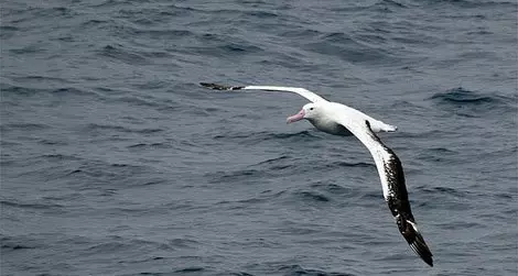 O le albatross apaau