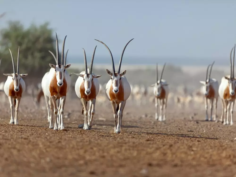 Oryx e linaka tsa scimitar