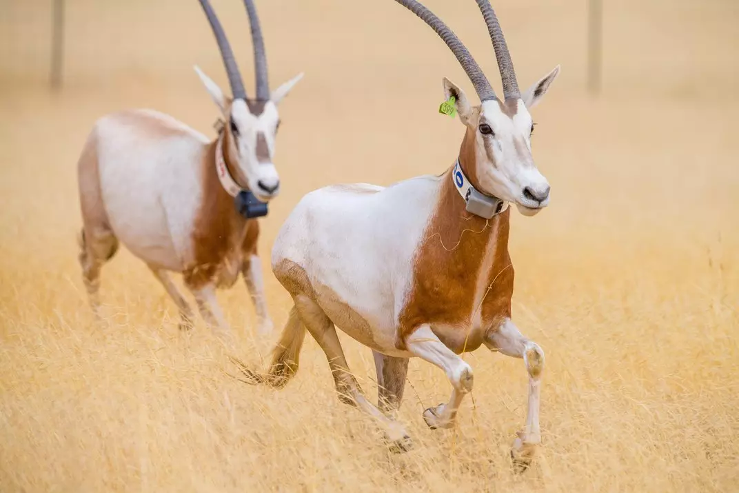 Bafuputsi ba Smithsonian ba Khutlisa Oryx Lehoatateng 39212_4