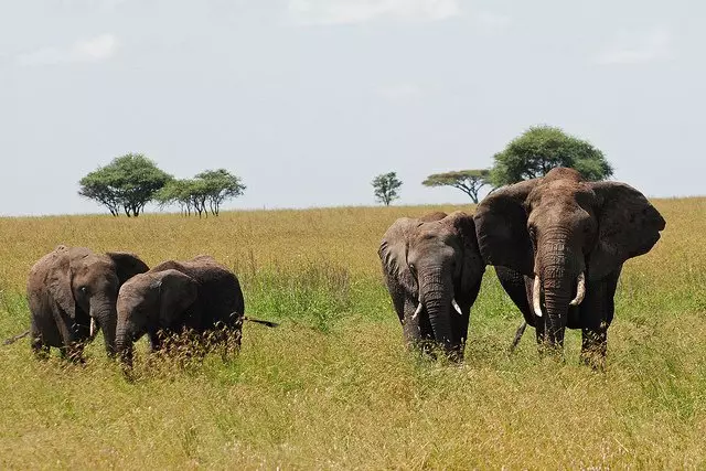 20130211014035elephants.jpg