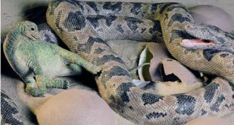 Pemulihan ular Kapur Sanajeh yang akan menelan bayi sauropoda.