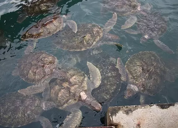 Farma morskih želv na Gran Kajmanu