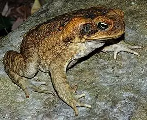 Žaba od trske je veoma toksična i ne treba je jesti, pa čak ni lizati.