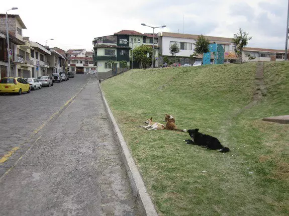 Уличные собаки в Эквадоре