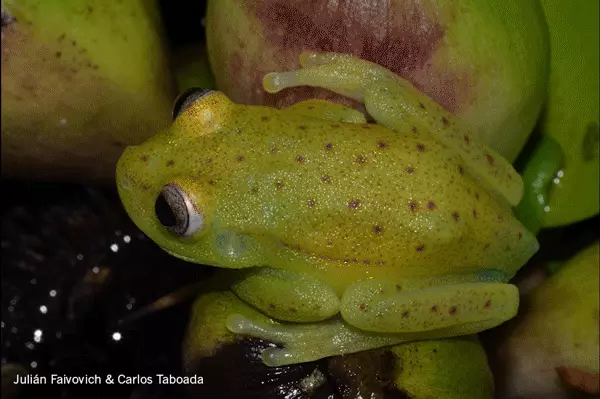 Истражувачите го пронајдоа првиот природно флуоресцентен вид жаби