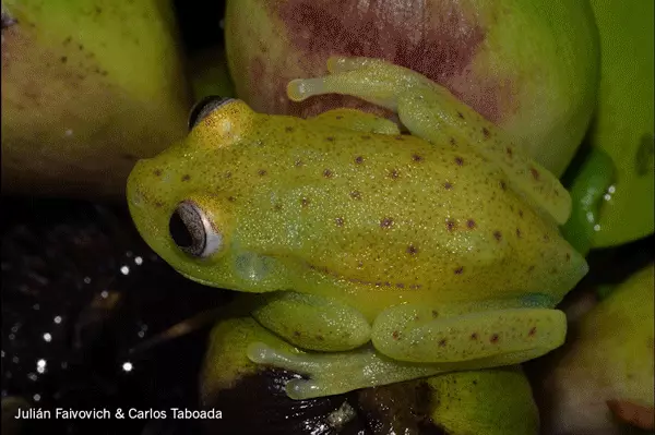 Des chercheurs découvrent la première espèce de grenouille naturellement fluorescente