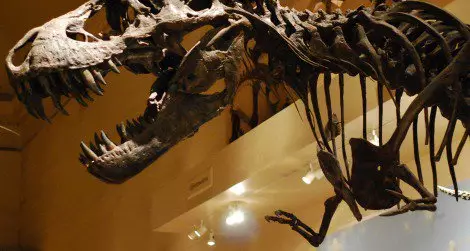 การบูรณะ Tyrannosaurus rex ที่จัดแสดงที่พิพิธภัณฑ์ประวัติศาสตร์ธรรมชาติแห่งชาติ