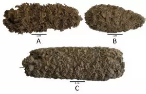 Некоторые из древних кукурузных початков обнаружены в Перу