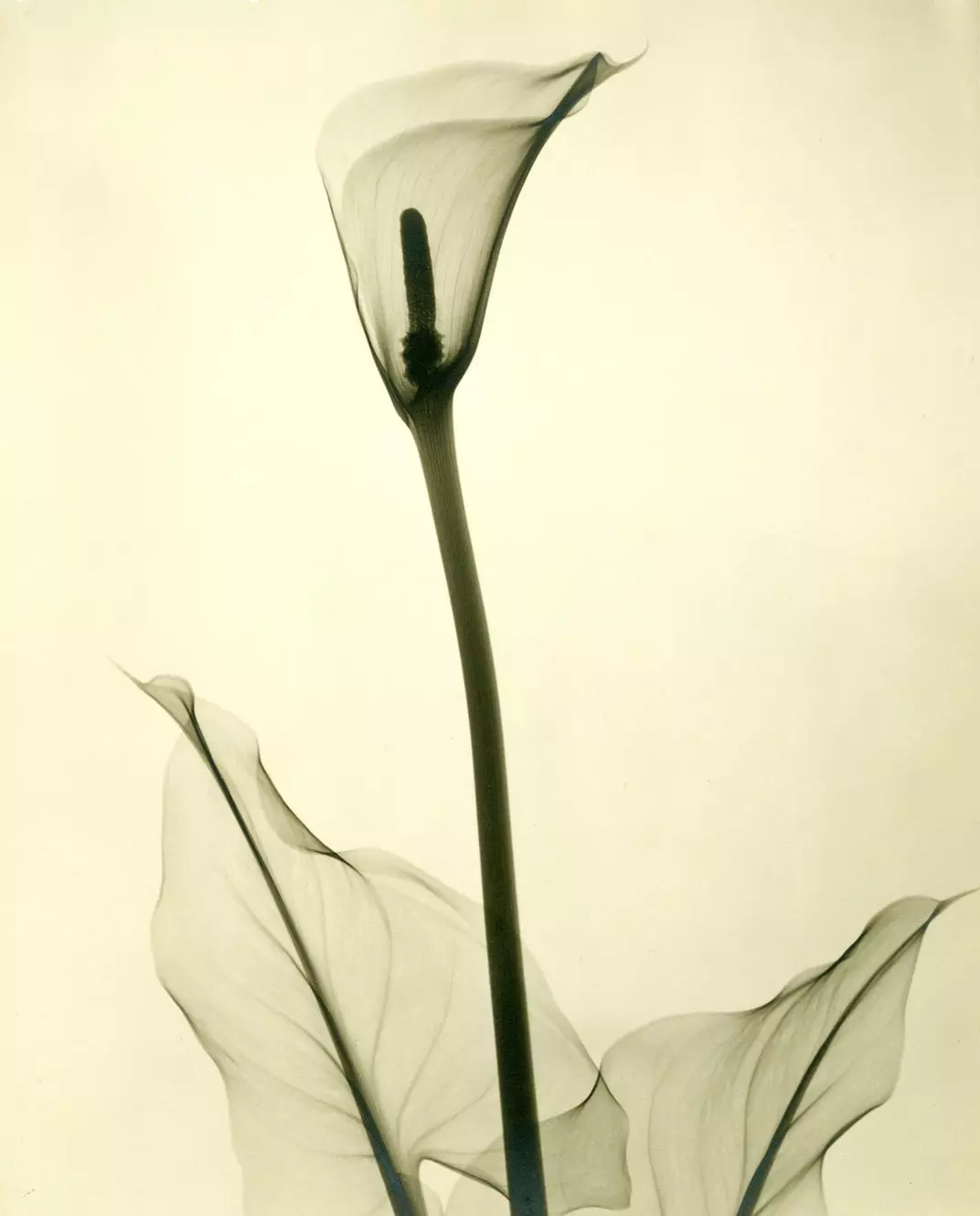 Bekijk deze röntgenfoto's van bloemen uit de jaren 1930 39515_1