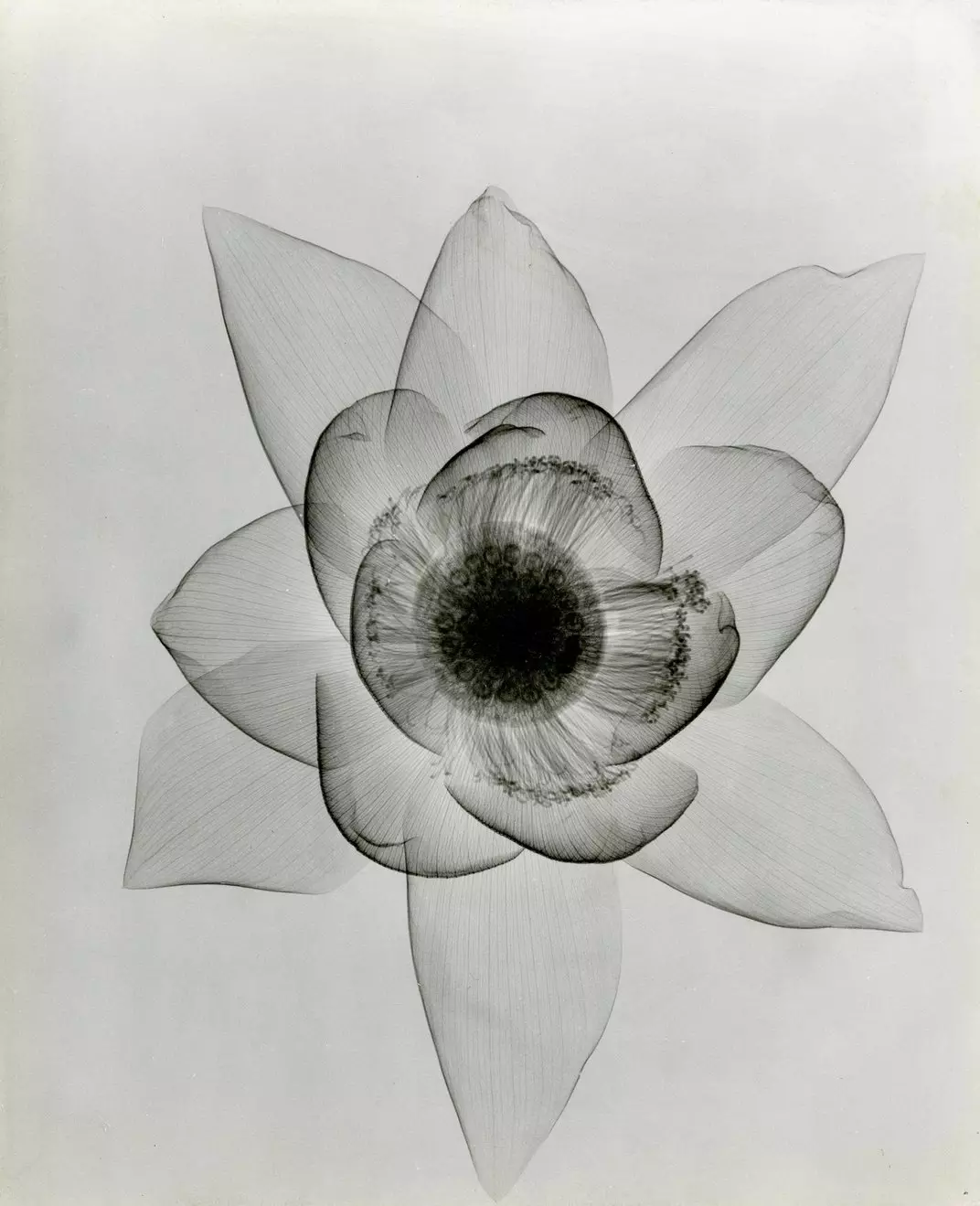 Check Out These X-Rays of Flowers From the 1930s 39515_3
