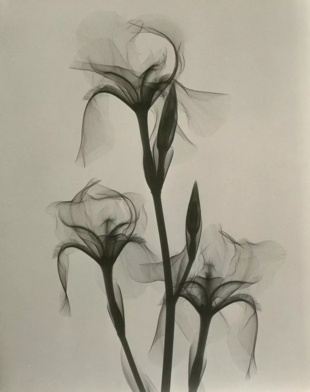Погледајте ове рендгенске снимке цвећа из 1930-их 39515_4