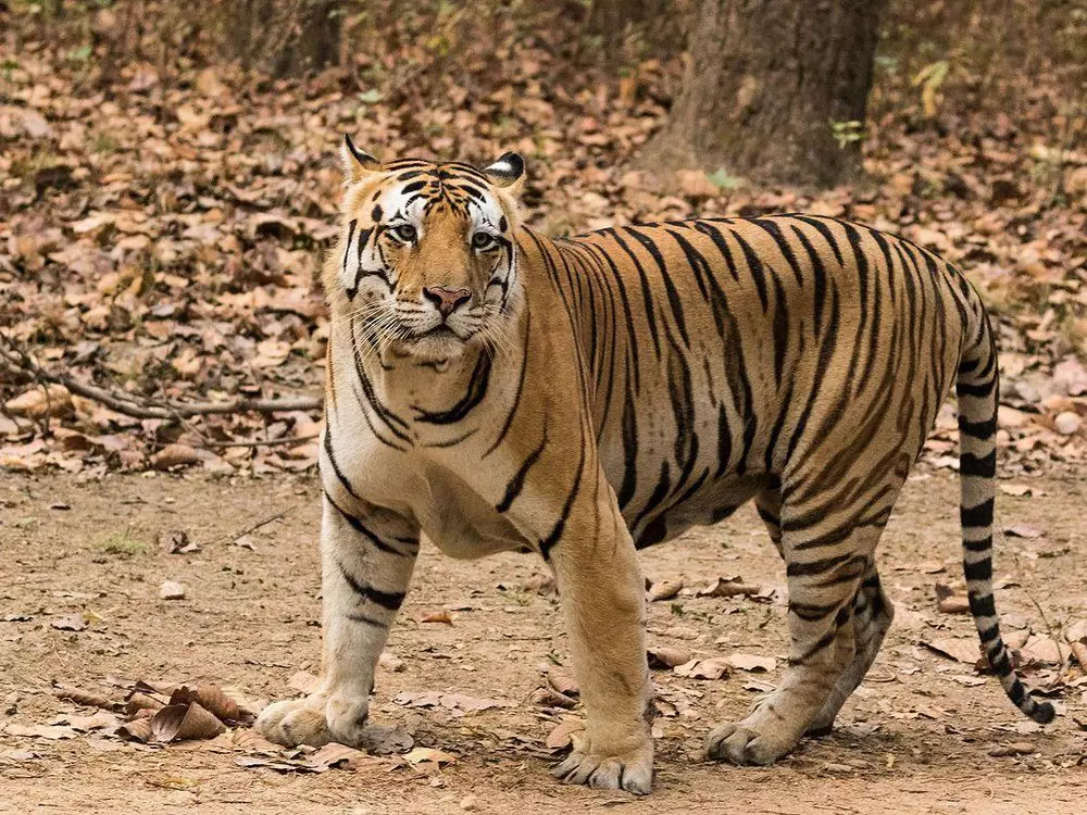 Кралскиот бенгалски тигар
